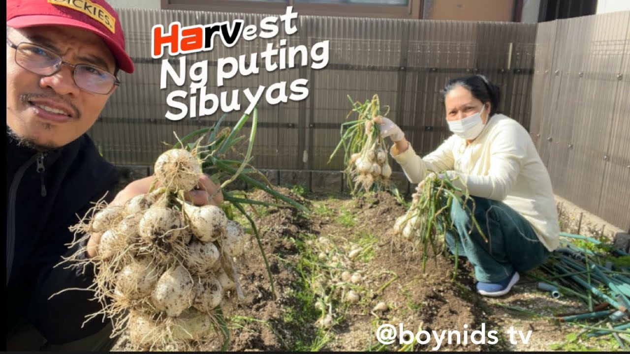 harvest ng puting sibuyas / pag hahanda para sa pag tatanim ulit ng mga ...