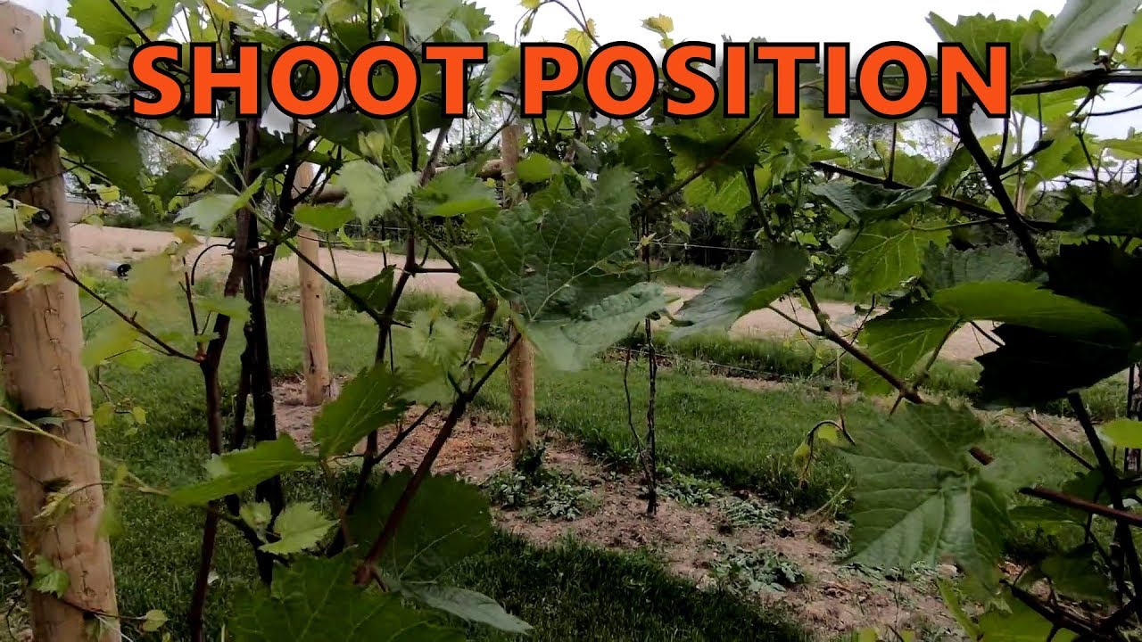 Shoot Positioning and Thinning in the Vineyard - YouTube