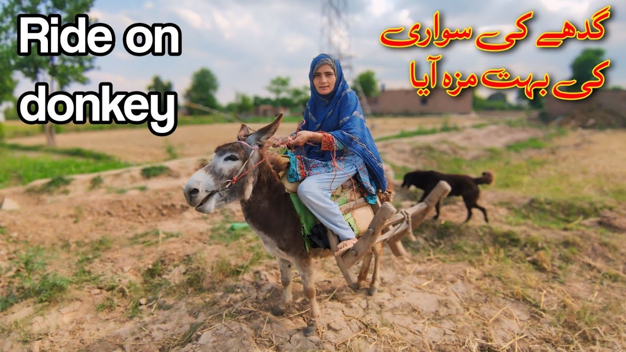 Donkey riding ki bht maza aya | Ride on donkey | Enjoy donkey riding ...