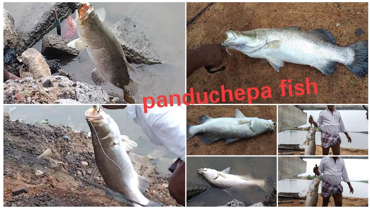 ULTRA LUCKY TO hook 10kg monster BARRAMUNDI | PANDUGAPPA Fishing | hook fishing | panduchepa ...