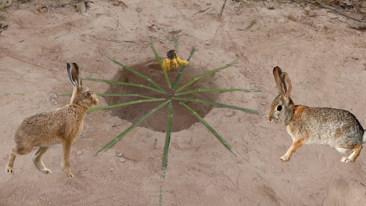 Easy Simple Deep Hole Underground Rabbit Trap Make From Bamboo & Rabbit ...