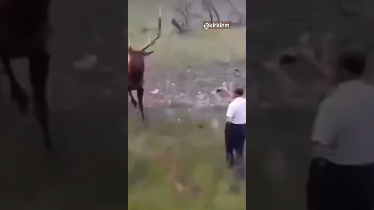 Dumb people doing stupid things 🙄 #animals #elk #nature #fail #shorts ...