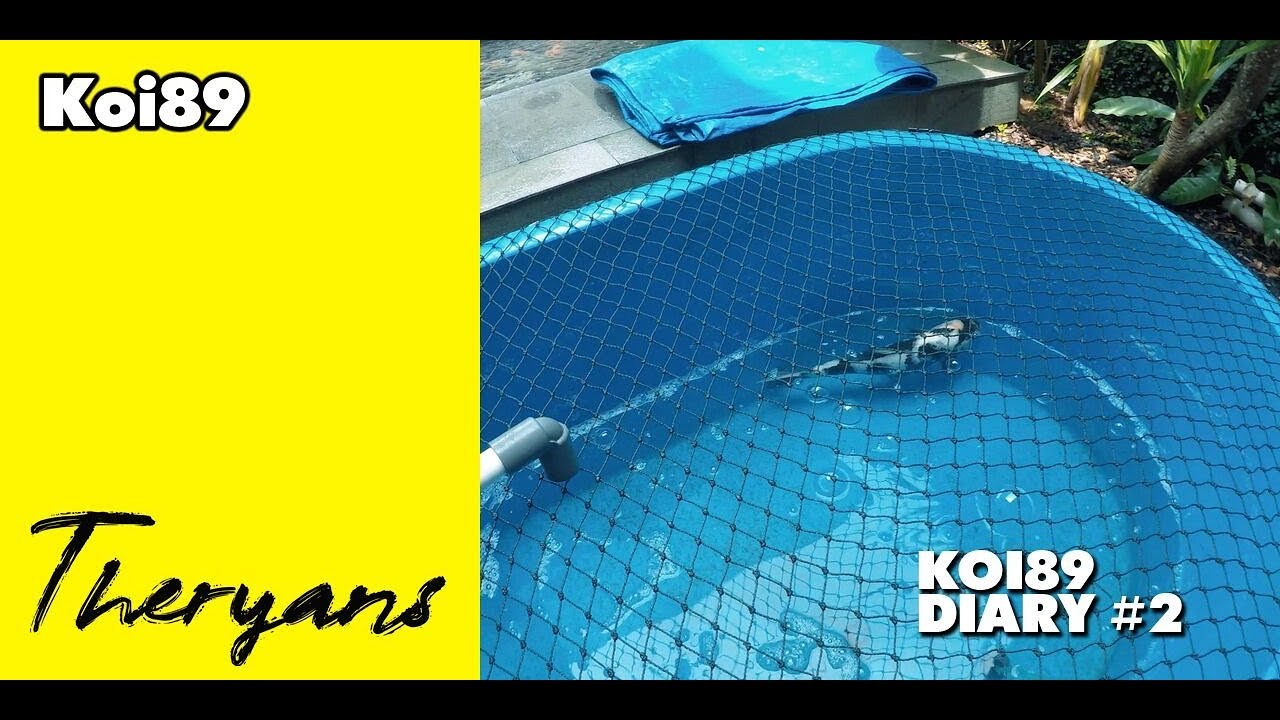 THE RYANS : Koi89 Diary #2 - YouTube