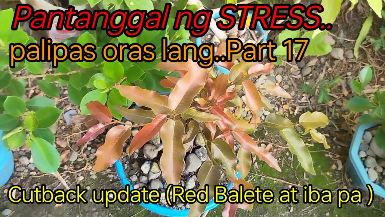 Pantanggal ng STRESS..palipas oras lang..Part17...Cutback update (Red ...