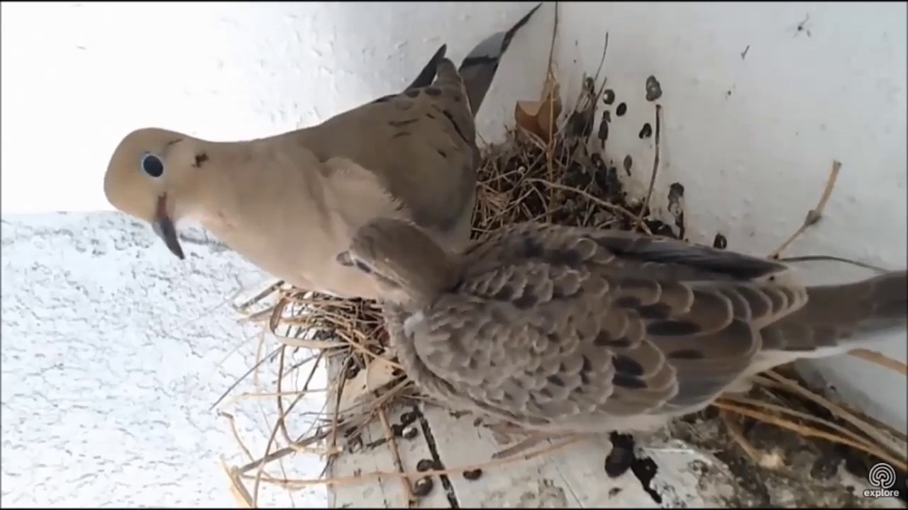 Doves ready to fledge July 19, 2017 - YouTube