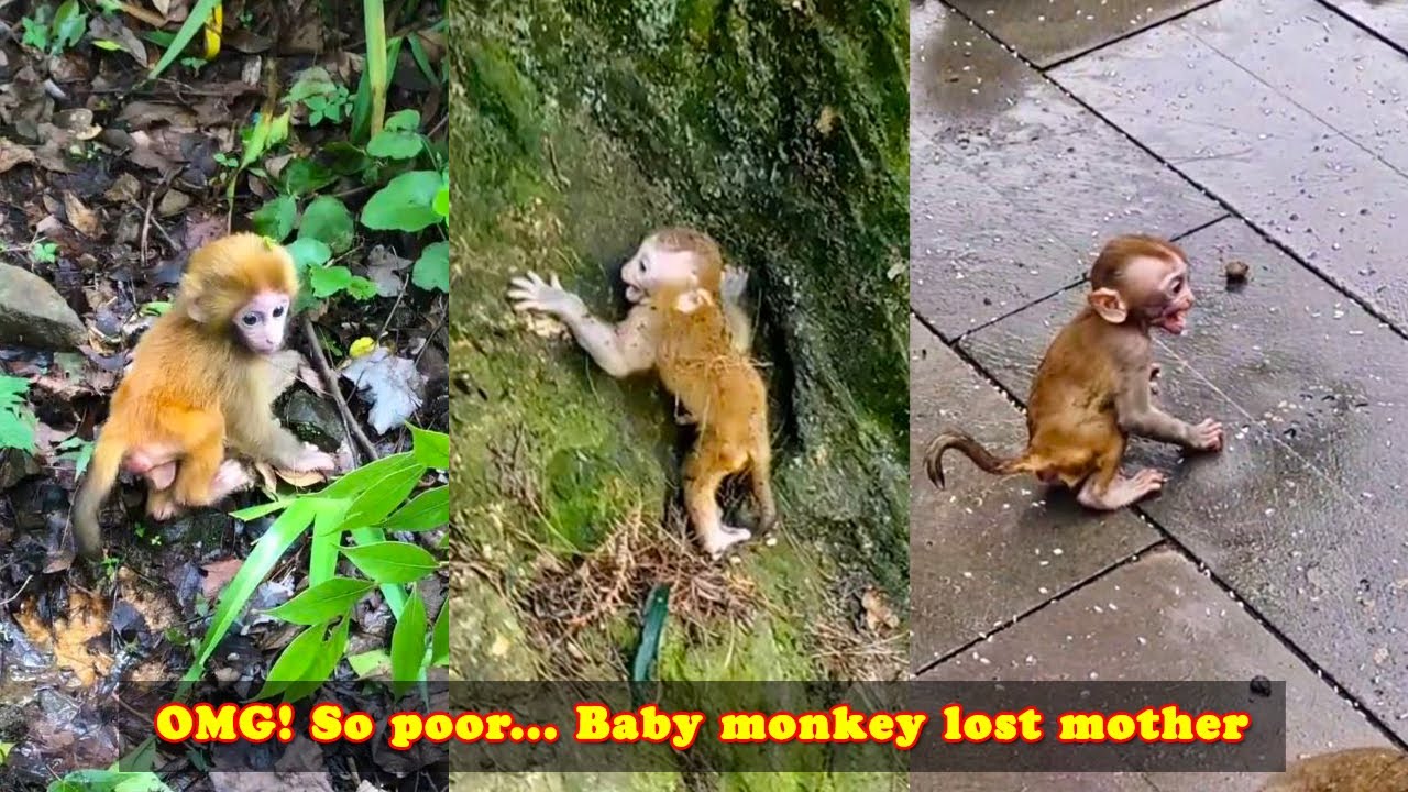 Poor baby monkey lost his mother crying and calling her everywhere ...