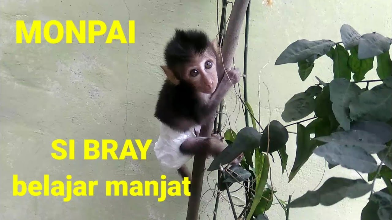 baby monkey Rafi belajar manjat. masih takut - YouTube