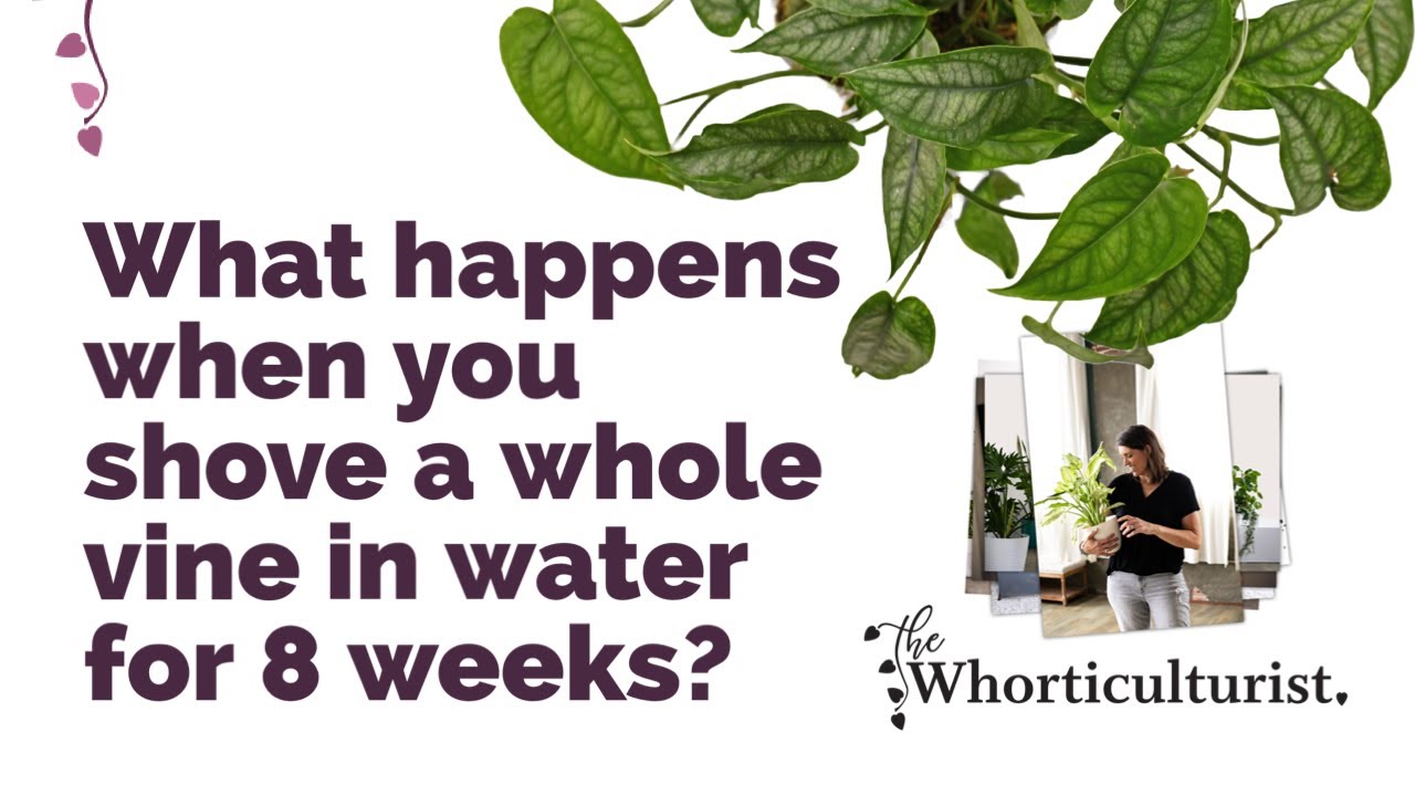 The Vine Experiment: What happens when you shove a whole vine in water ...