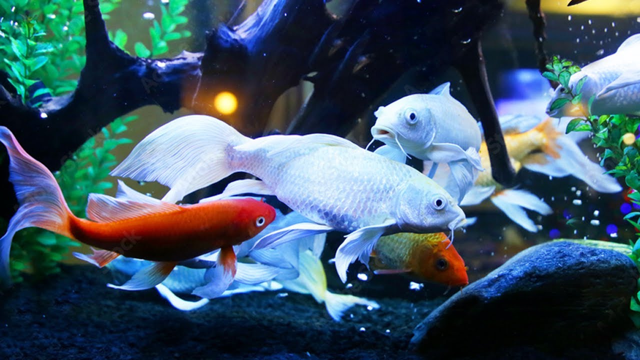 8 jenis ikan hias cantik yang jarang diketahui - YouTube