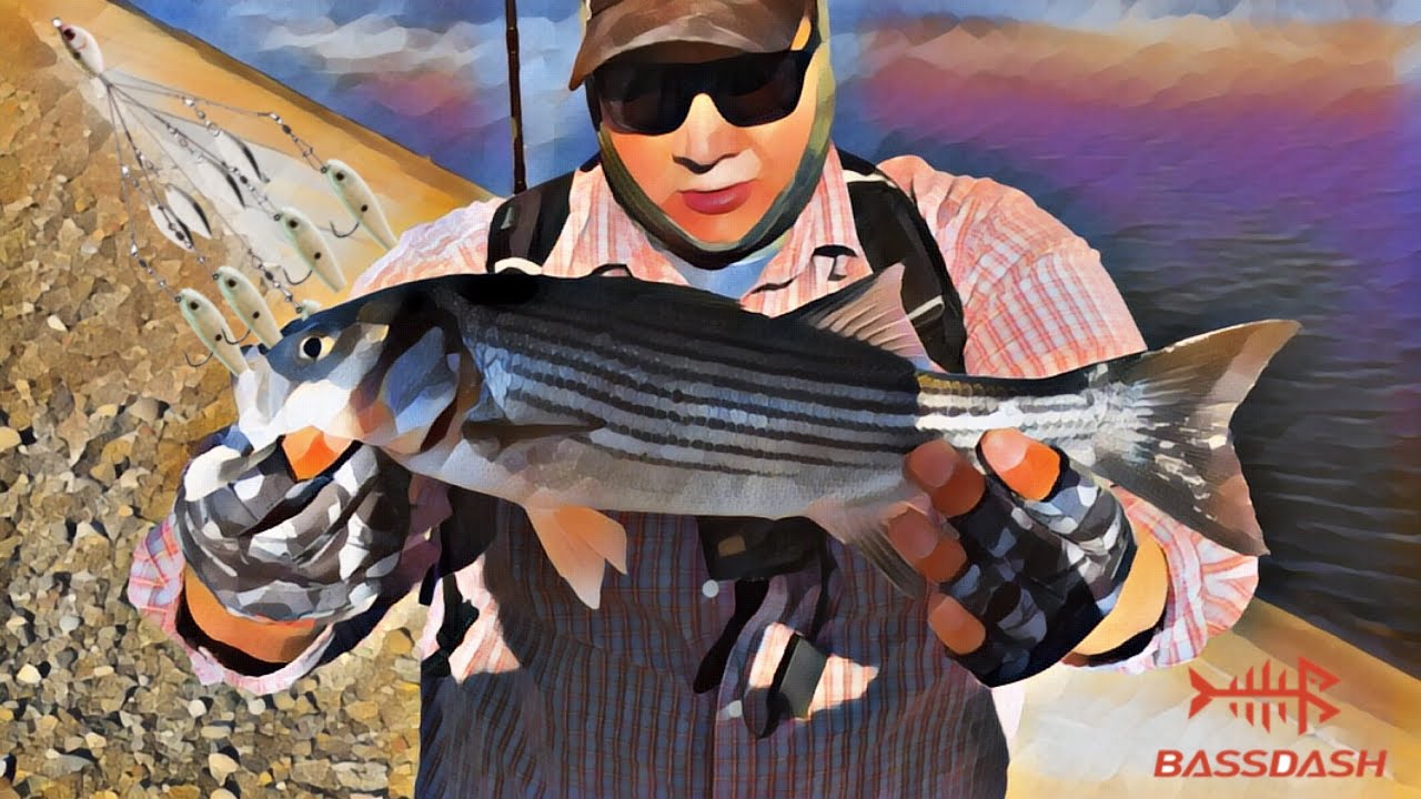 YUM Flash Mob Jr. best striper lure? - YouTube