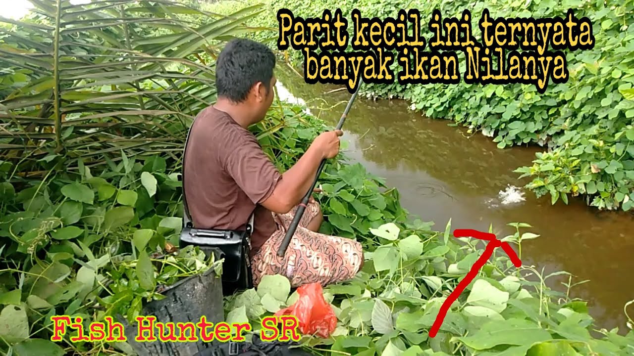 Parit kecil ini ternyata banyak ikan Nilanya ‼️ - YouTube