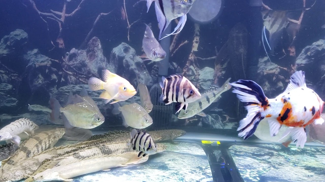 Exotic fish monster fish mix - YouTube