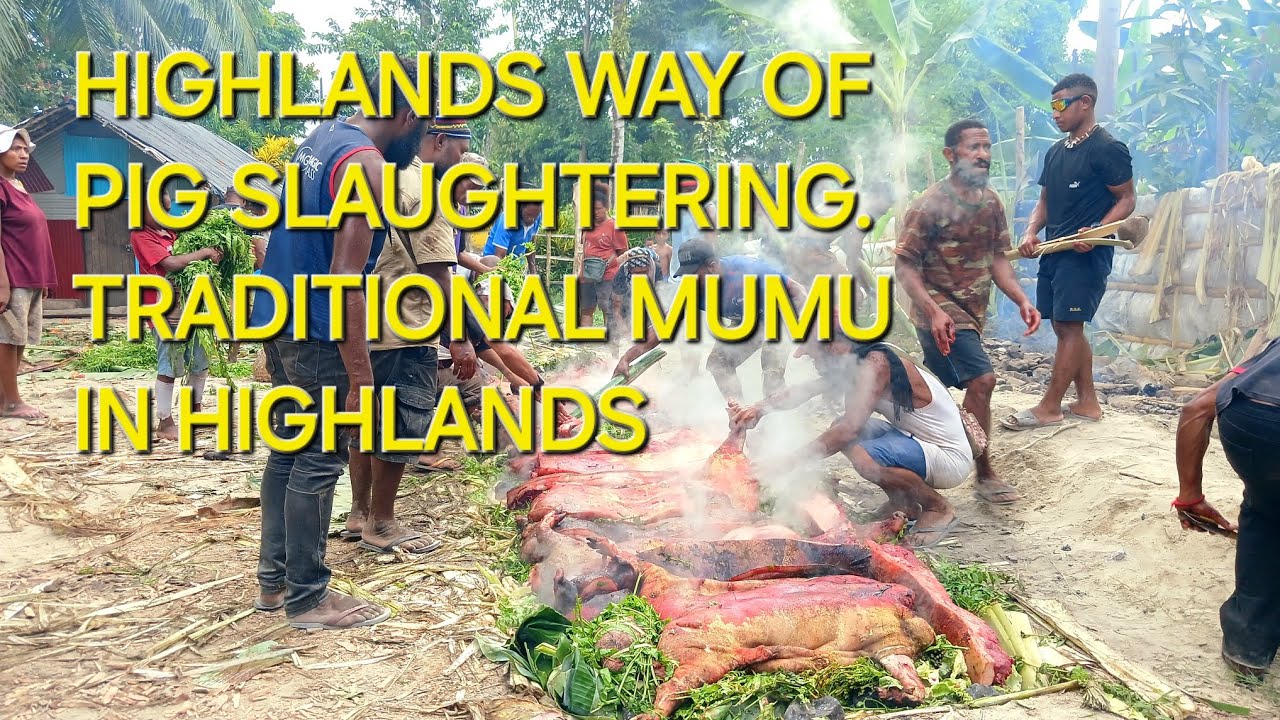 PIG FEAST| HIGHLANDS WAY OF SLAUGHTERING PIGS AND MUMU | TRADITIONAL ...