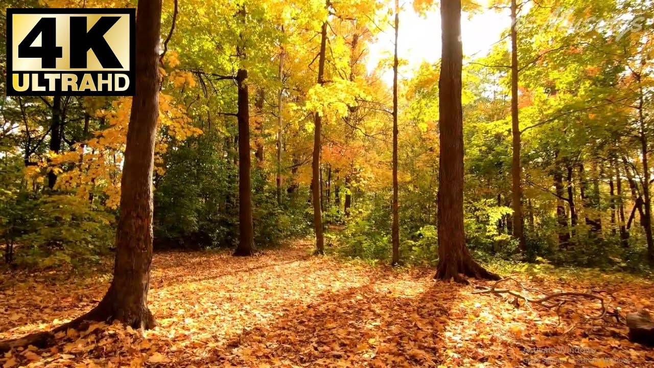 Slow Motion 4K Nature Scenes That Will Leave You SPEECHLESS - YouTube