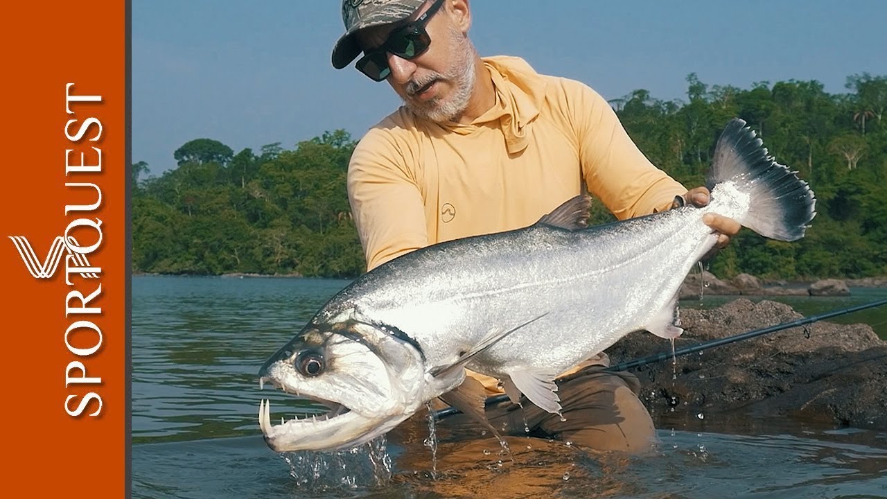Fly Fishing For Payara 'The Vampire Fish' - Xingu River Brazil - YouTube