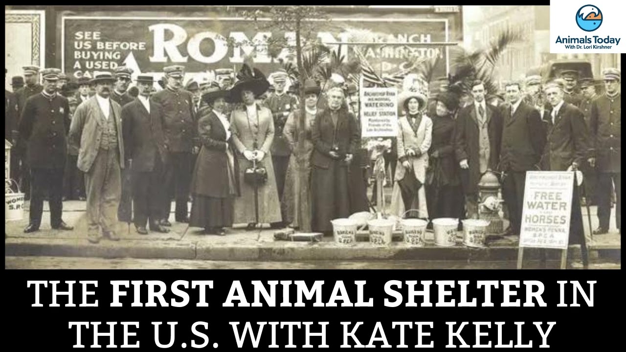 The Story of the First Animal Shelter in the USA - Animals Today Radio ...
