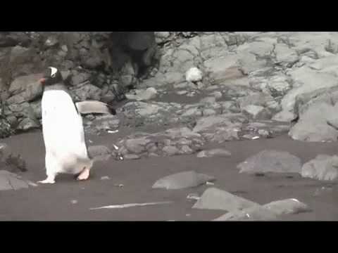 zavallı penguen foku kaya felan sanmıs yoksa hayatta foka yaklasamaz