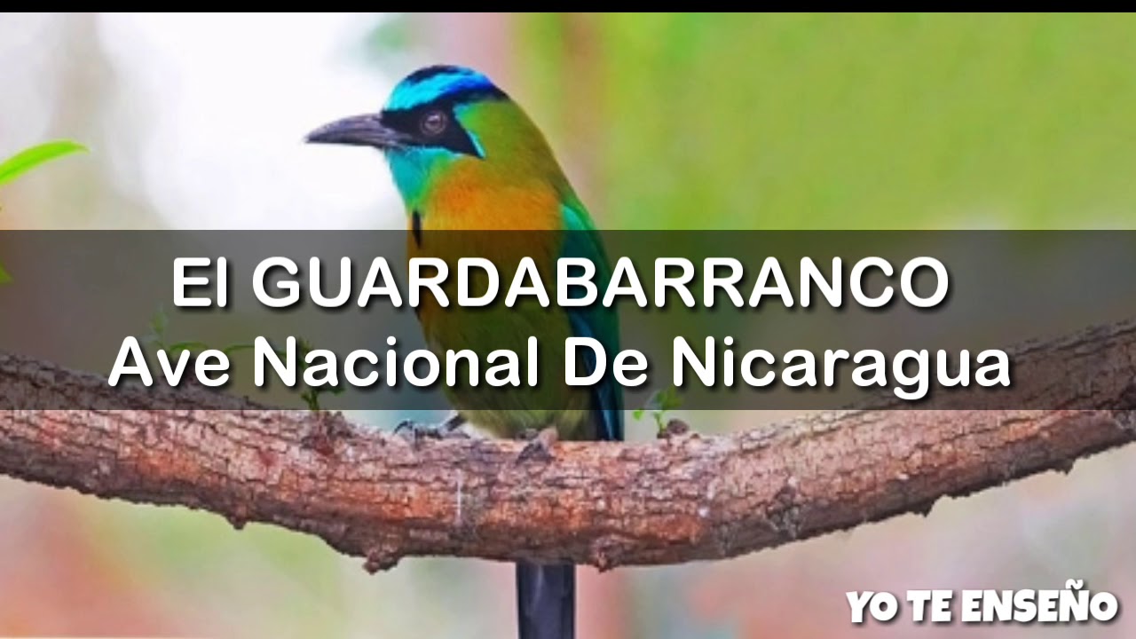 Símbolos Nacionales de Nicaragua- El Guardabarranco - YouTube