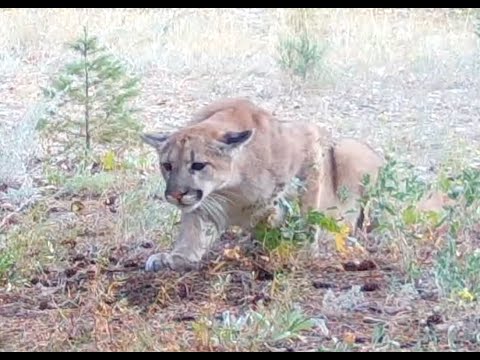 Mountain Lion Kittens practice stalking and visit a scrape (Aug, 2025)