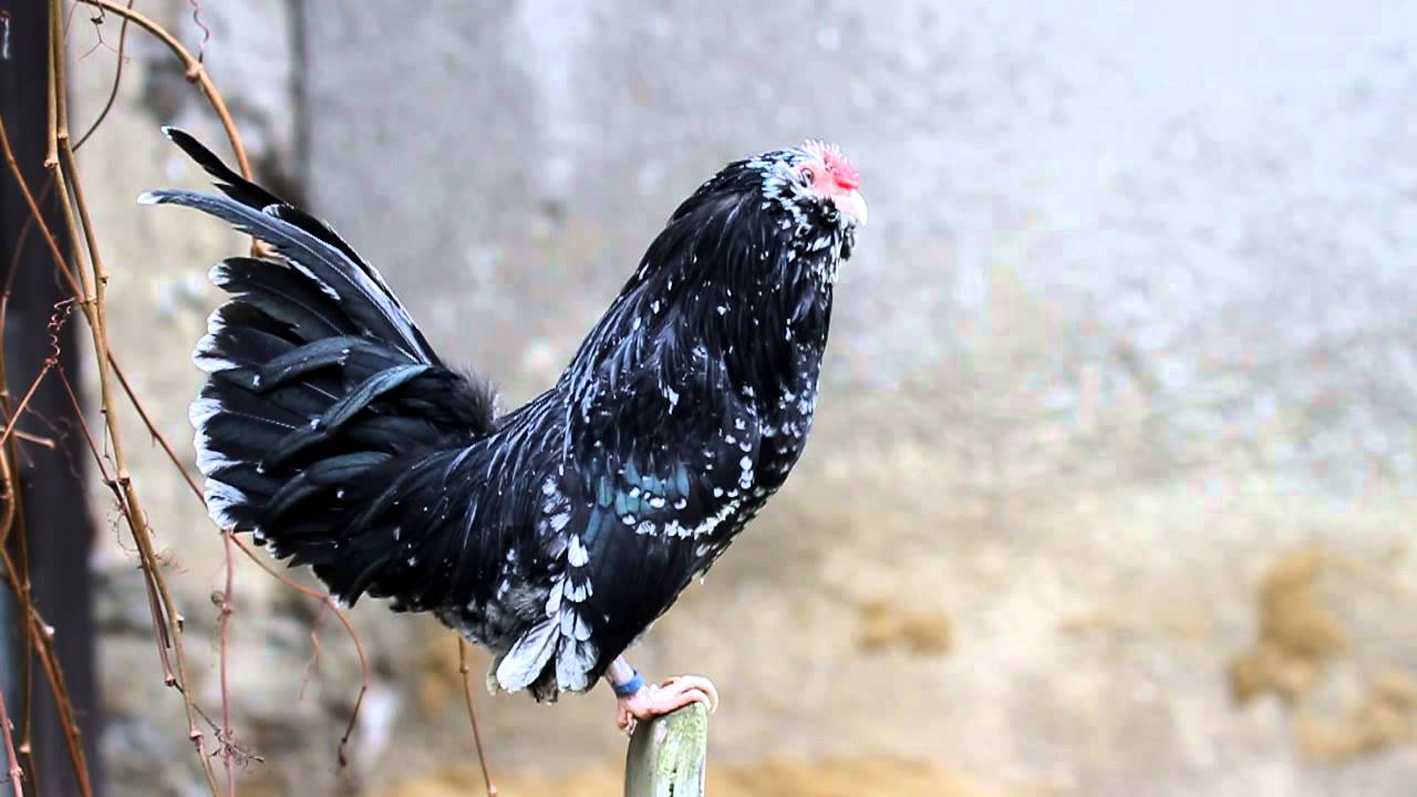 Antverpský vousáč - Antwerp Belgian Bearded Chicken - YouTube