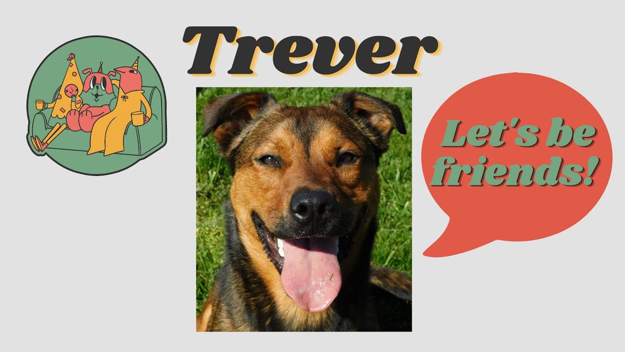 Meet Your New BFF, Trever- He Found His Forever Home! - YouTube