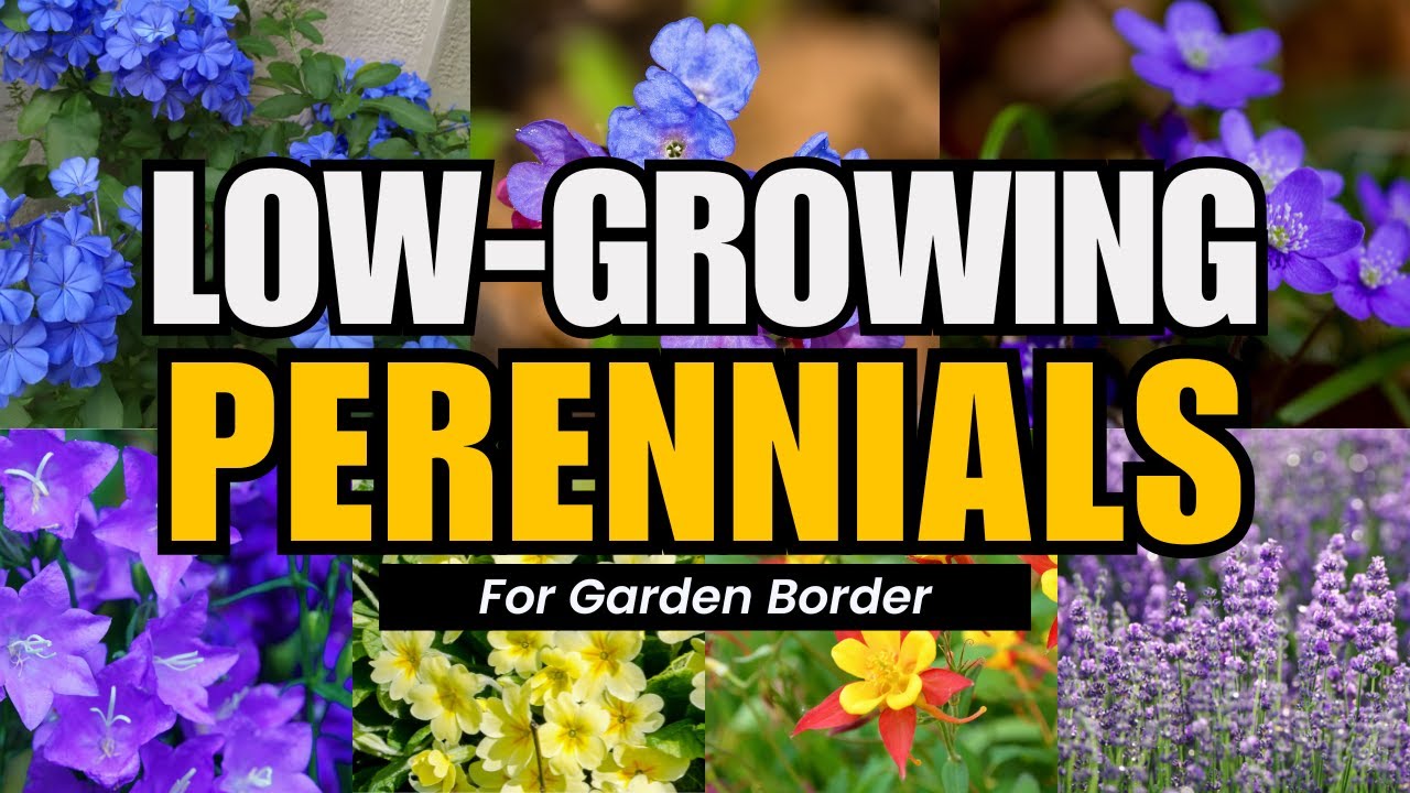 7 Low Growing Perennials for Natural Garden Borders 🌸🌿 Low Border ...