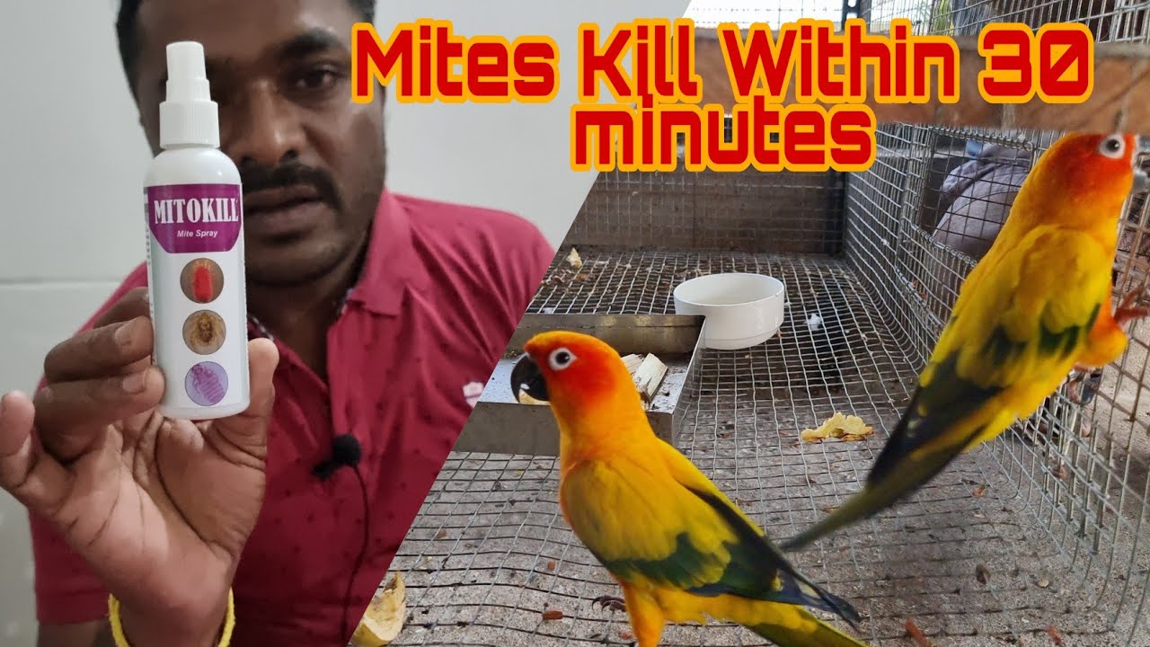 Mites Kill Within 30 minutes || Parrots and Birds Feather Mites ...