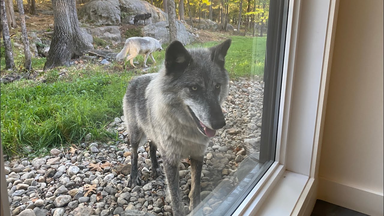 Chalet des loups, parc Omega 2024 - YouTube