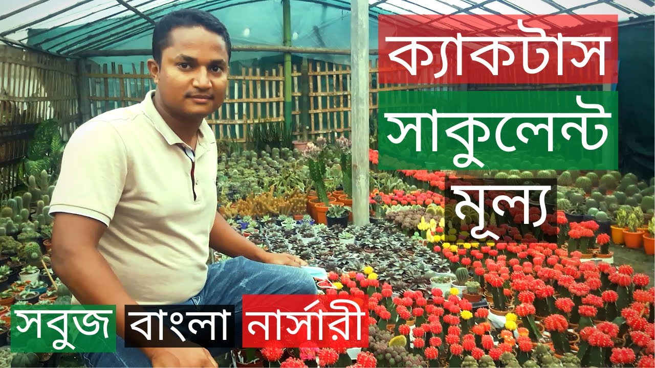 Cactus Succulents Price In Sabuj Bangla Nursery | ক্যাকটাস সাকুলেন্টের ...