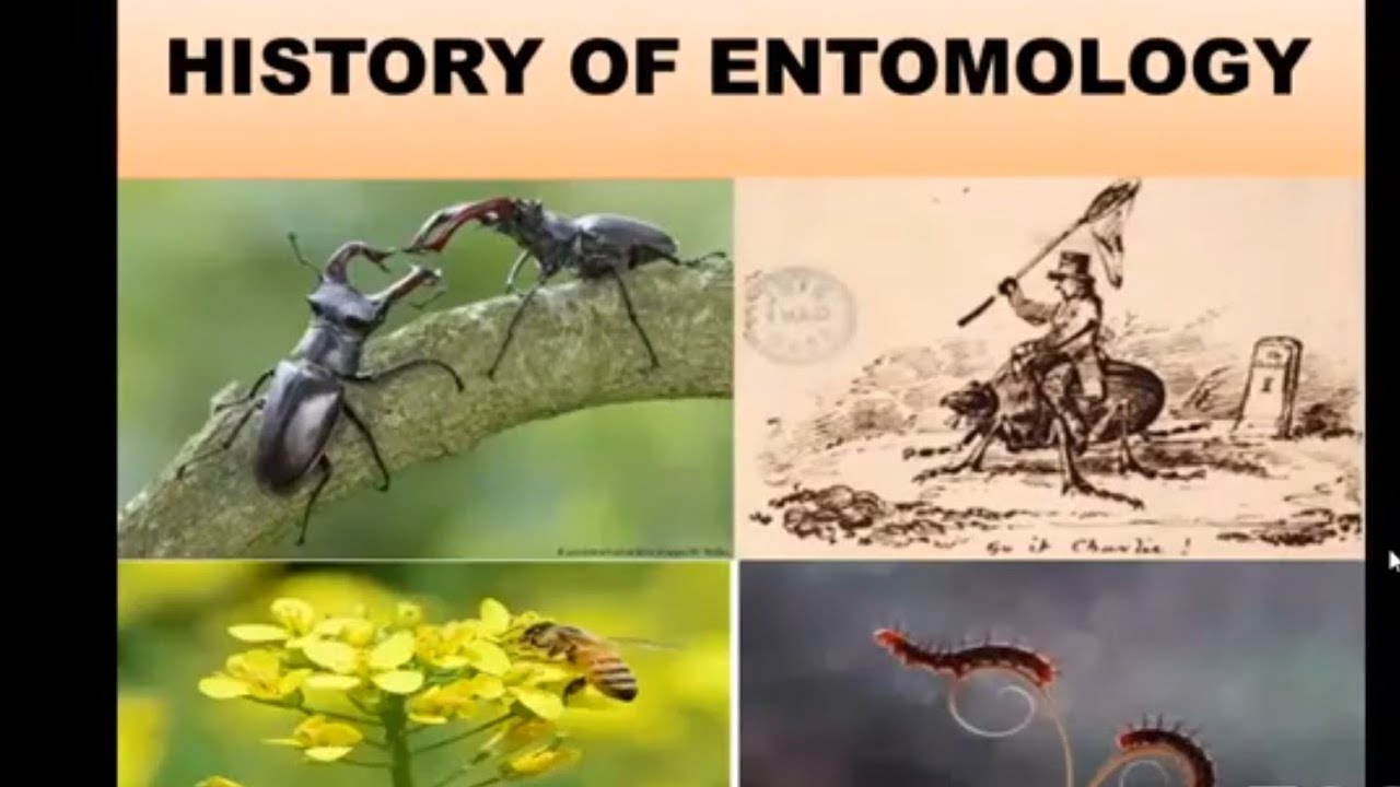 History of Entomology in india - YouTube