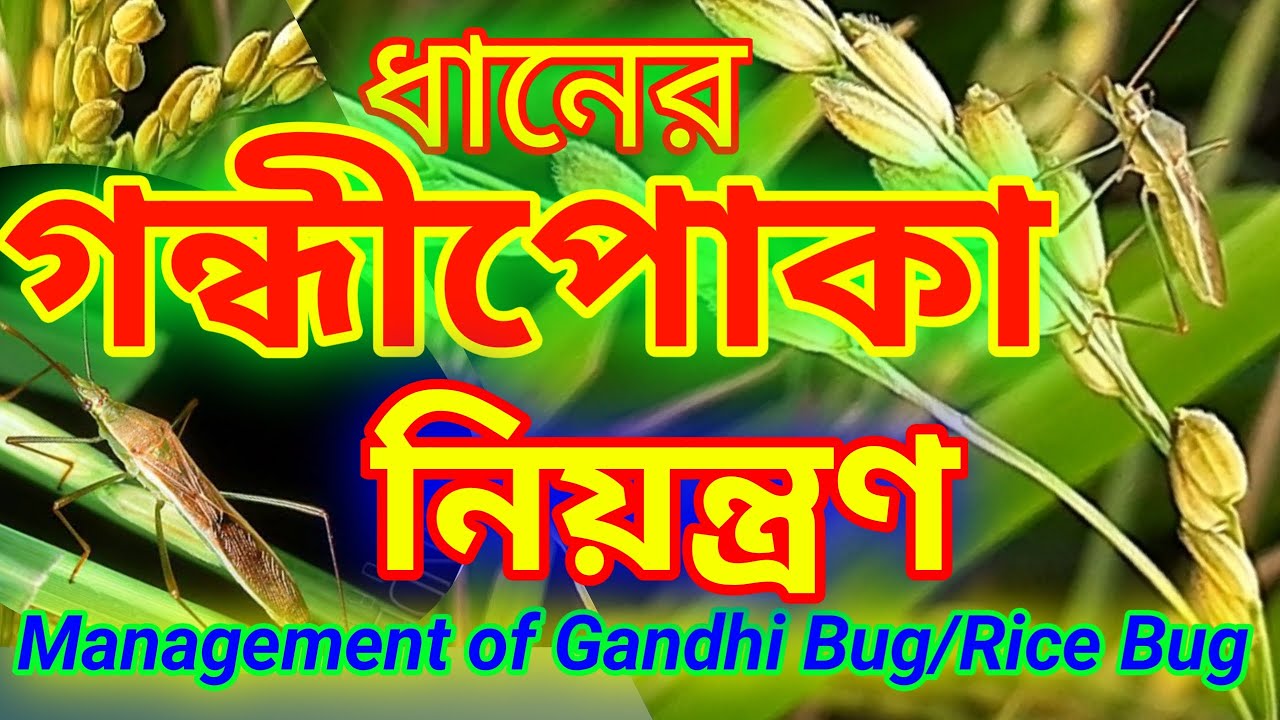ধানের গন্ধী পোকা দমনের উপায় ( Rice Gandhi bug / Rice bug) #gandhibug # ...