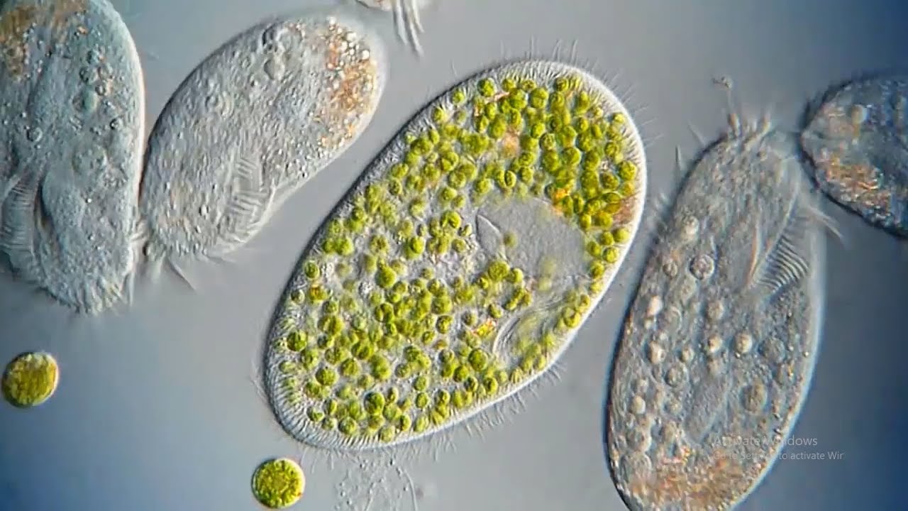 What are Ciliates? - YouTube