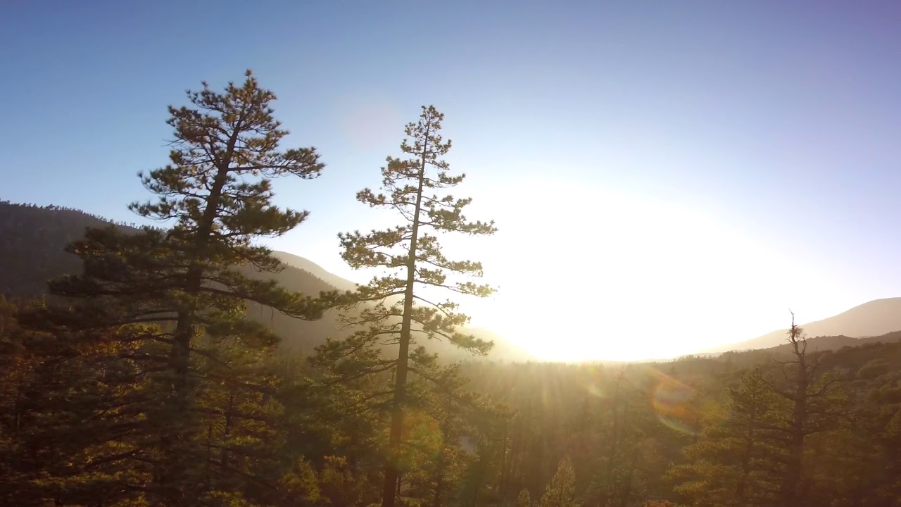 Sunset Forest Stroll - YouTube