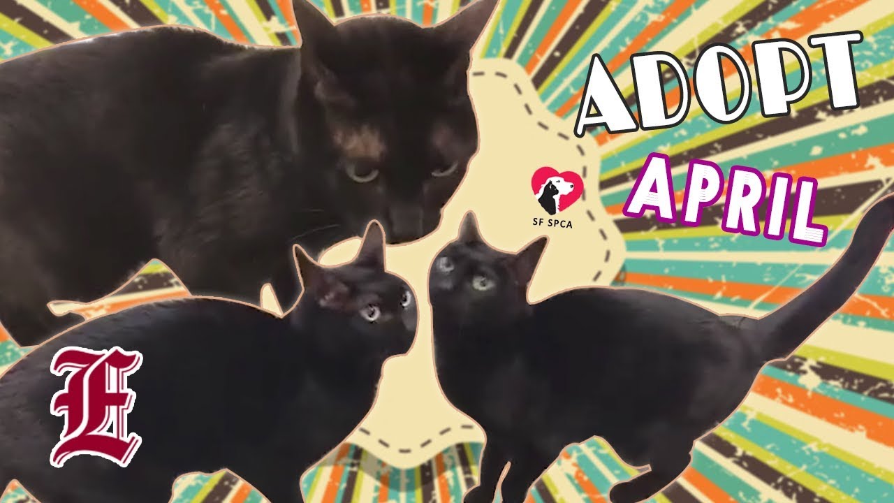 SF SPCA adopt April - YouTube