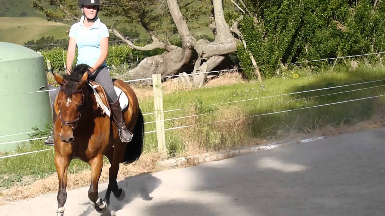 Gracie Walk Trot Canter - YouTube