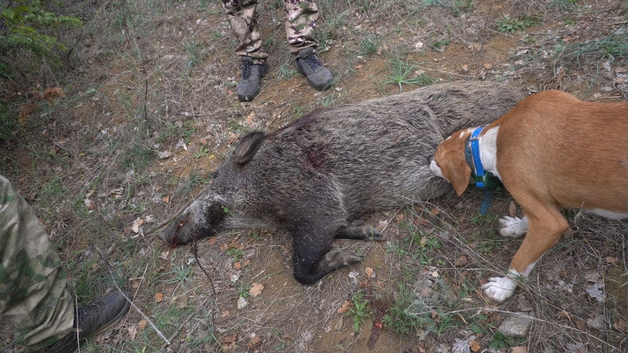 Lov na Diva Svinja vo Strumica #lov #divasvinja #makedonija - YouTube