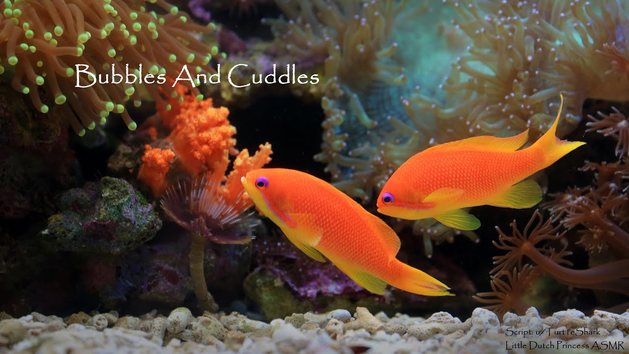 Good Friends Give Good Cuddles - ASMR F4A [Aquarium] [Cuddles ...