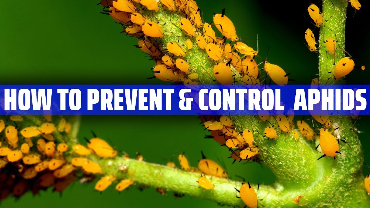 Aphids - How to prevent and control it - YouTube