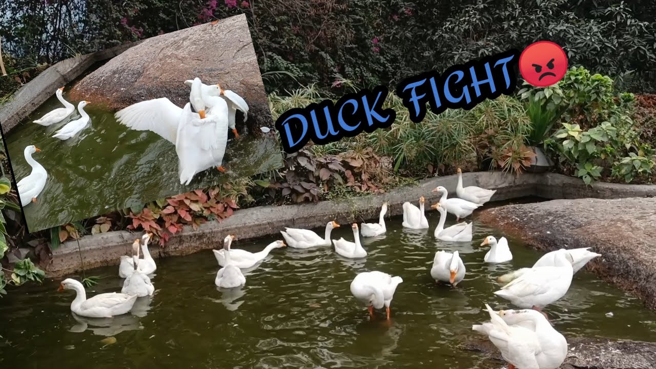 Duck and Goose Fight Quack Quack , Angry Duck , Cute Duck and Geese ...