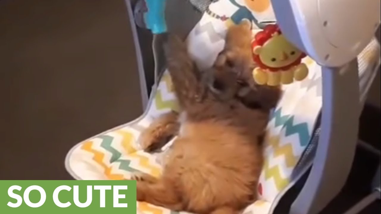 Puppy adorably plays in baby's rocker - YouTube