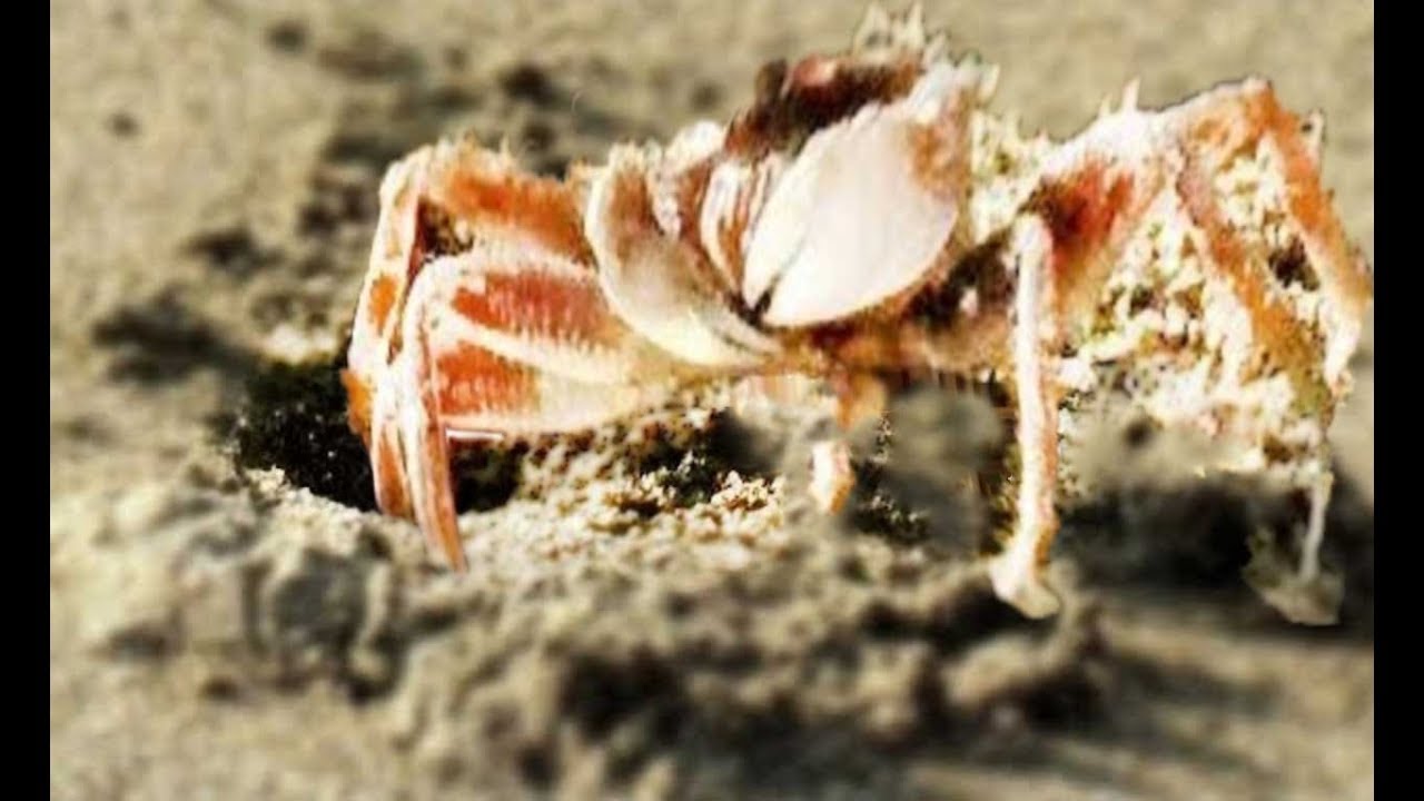 Crab Digging Sand To Build Nest - YouTube