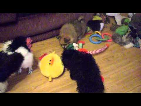 Jill & Roc Christmas Day 2013 - YouTube