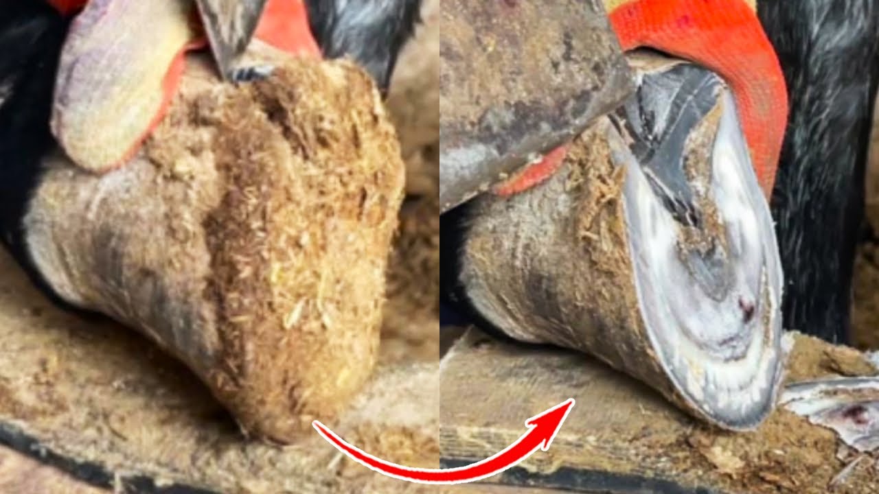 The Donkey's Hooves Are Very High, Like Wearing High Heels, Trimming ...