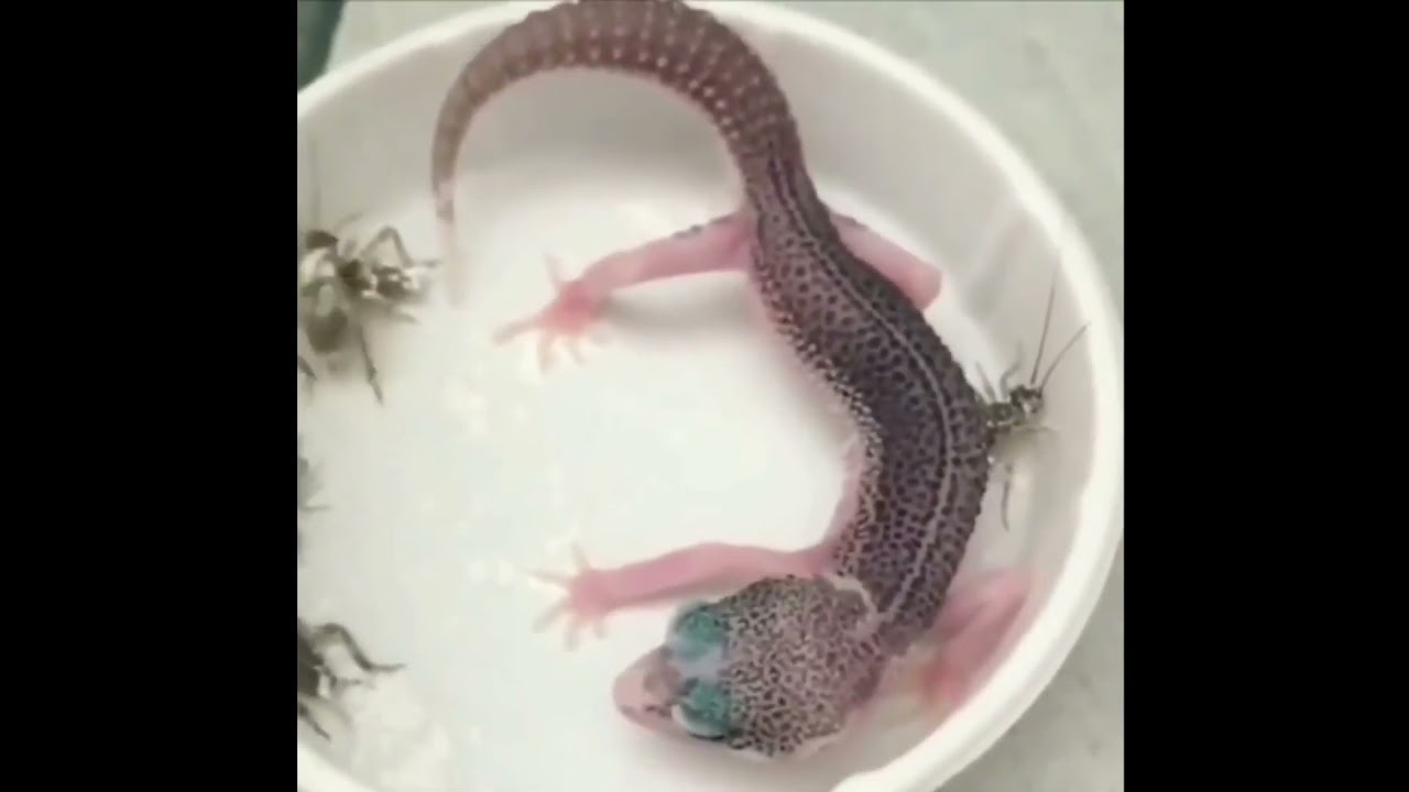 Funny Reptiles Ultimate Cute and Amazing Reptiles Videos #35 - YouTube