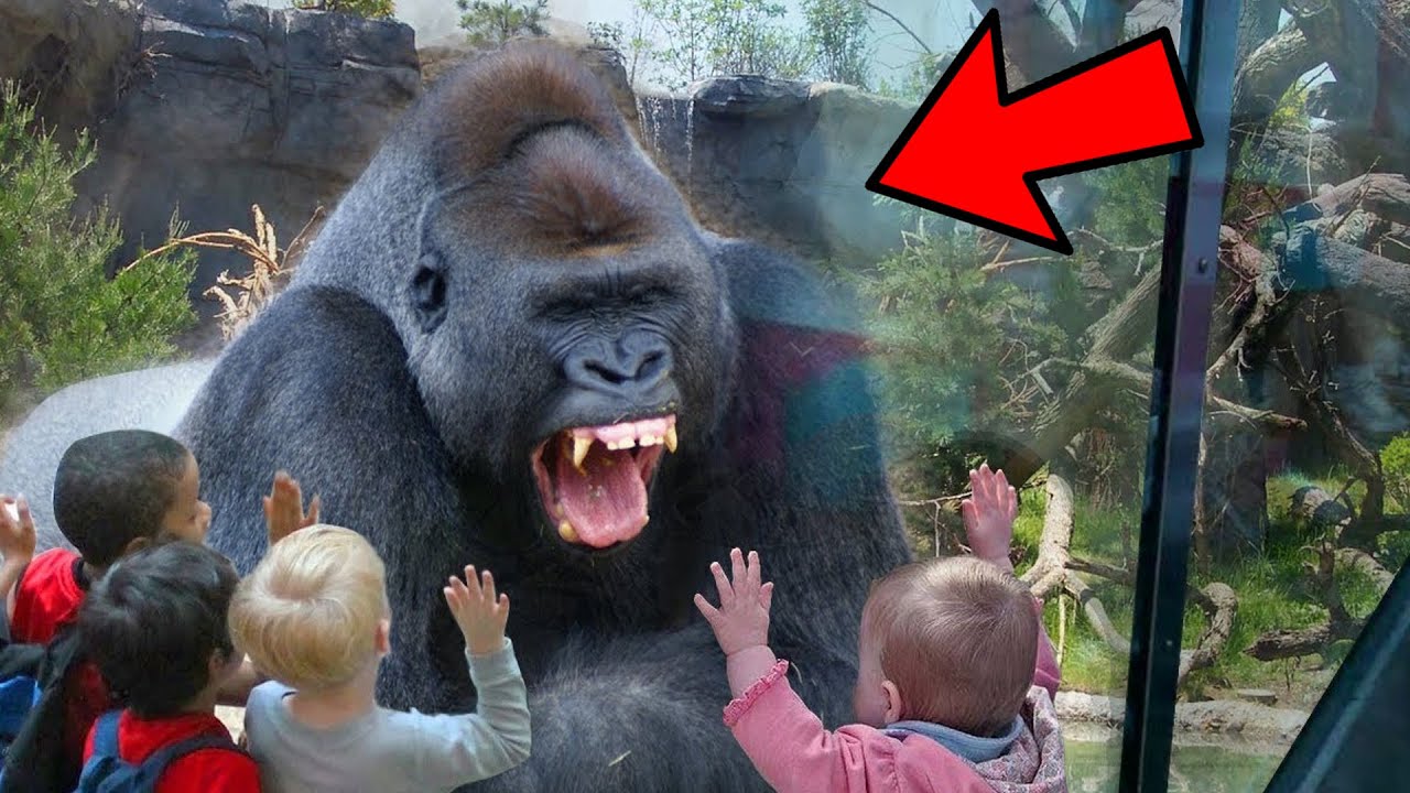 People Who Escaped Very Close Calls With Wild Animals (Wild Animal ...