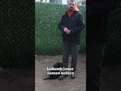 Köpeğimi Elime Odaklarken Nelere Dikkat Etmeliyim? Klicker Kullanımı Köpek Eğitiminde Gerekli Mi?