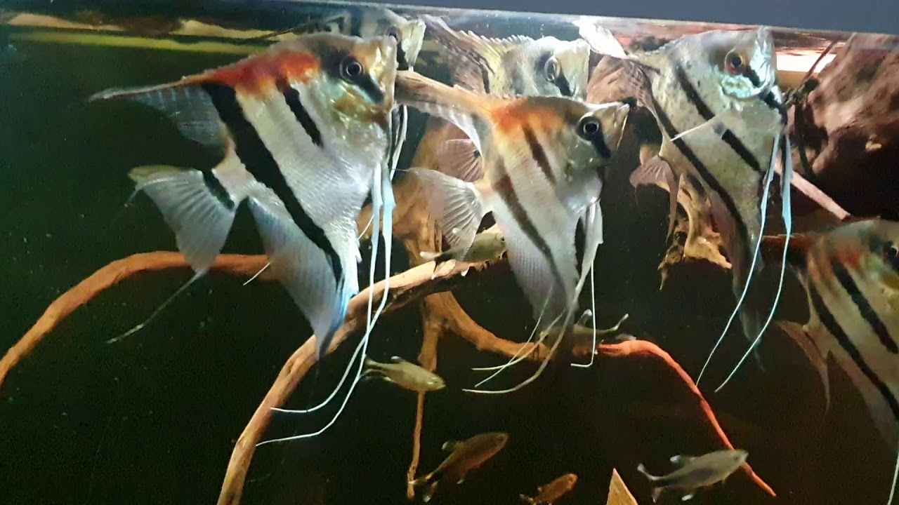 Manacapuru Red back - Pt. Nanay - YouTube