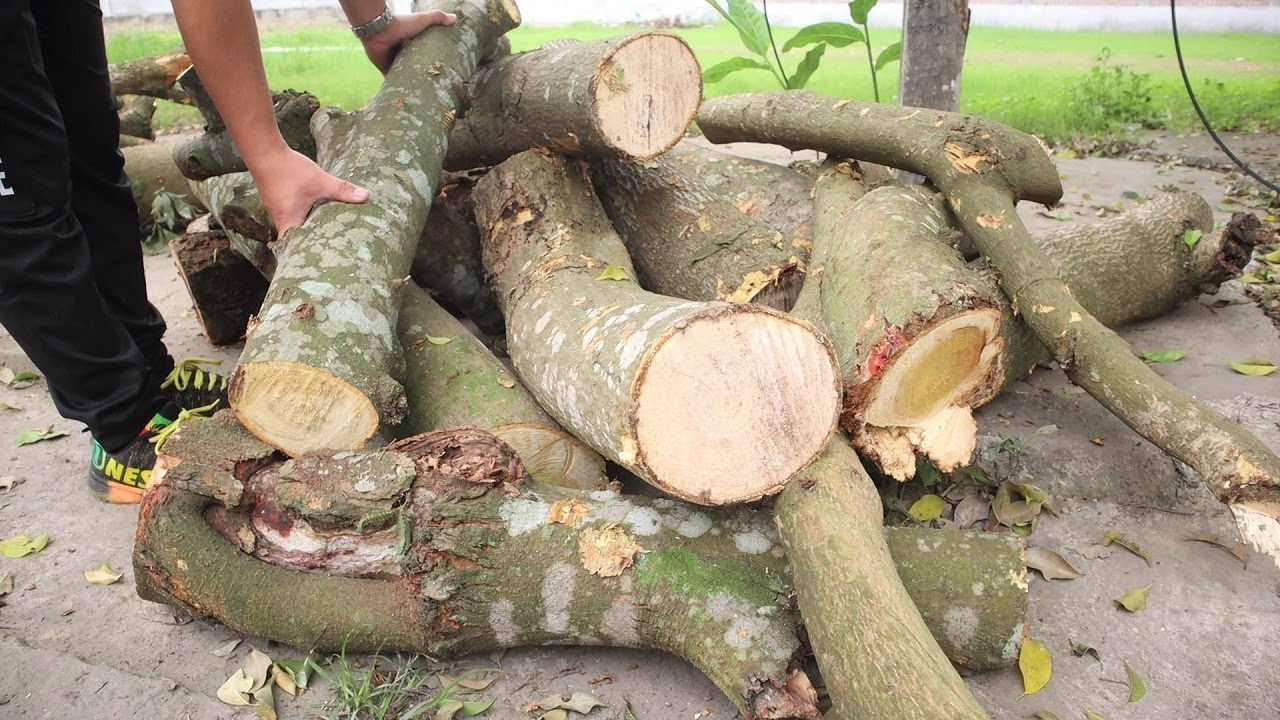 Peak Wisdom Using Waste Tree Trunks: Basic Woodworking Tools But Great ...