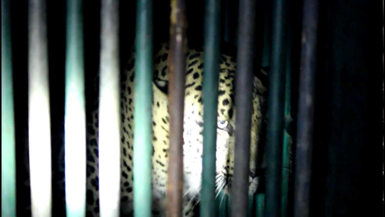 Leopard after being capture in Gir Forest, Gujarat, India - YouTube
