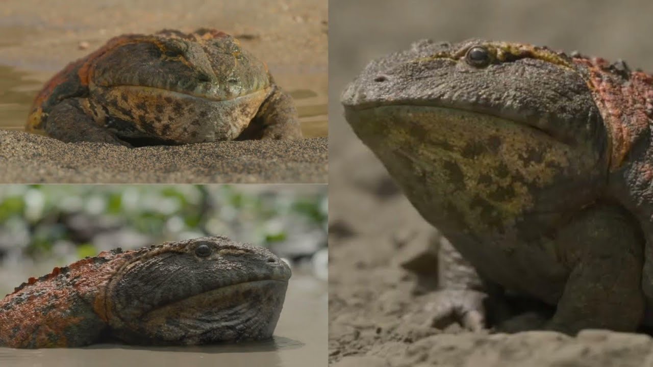 Prehistoric Planet [2022] - Devil Frog / Beelzebufo Screen Time - YouTube